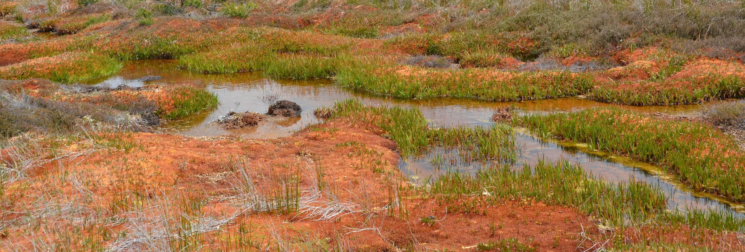 Bogs and climate | Bogology