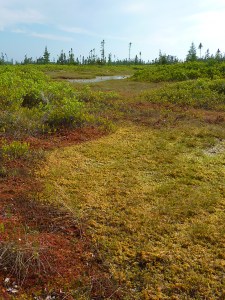 How to core a peat bog | Bogology