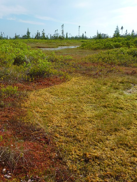 How to core a peat bog | Bogology