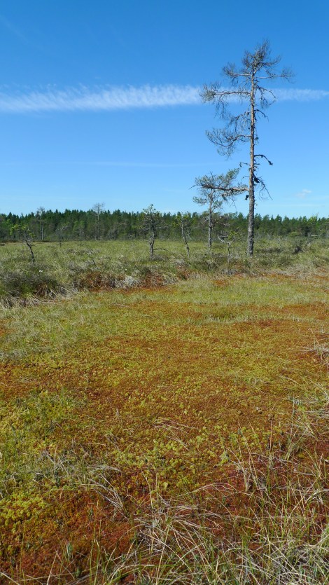 How to core a peat bog | Bogology